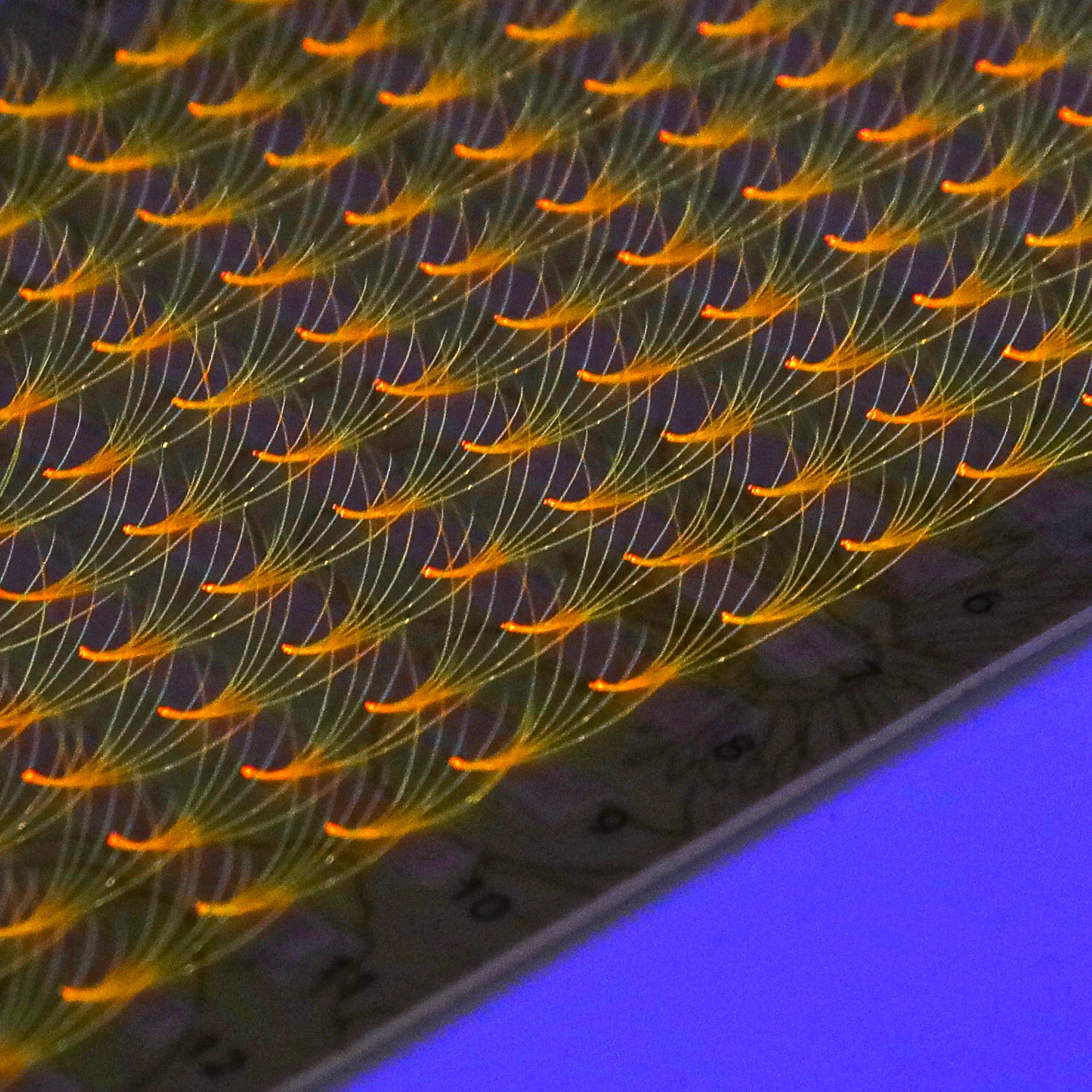 UV Neon Lashes Archives - Professional Wholesales Eyelash Extension ...