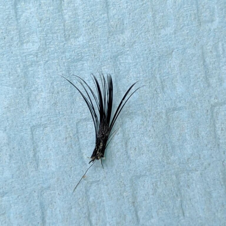 8 Reasons That Lead To Bad Lash Extensions And How To Prevent It